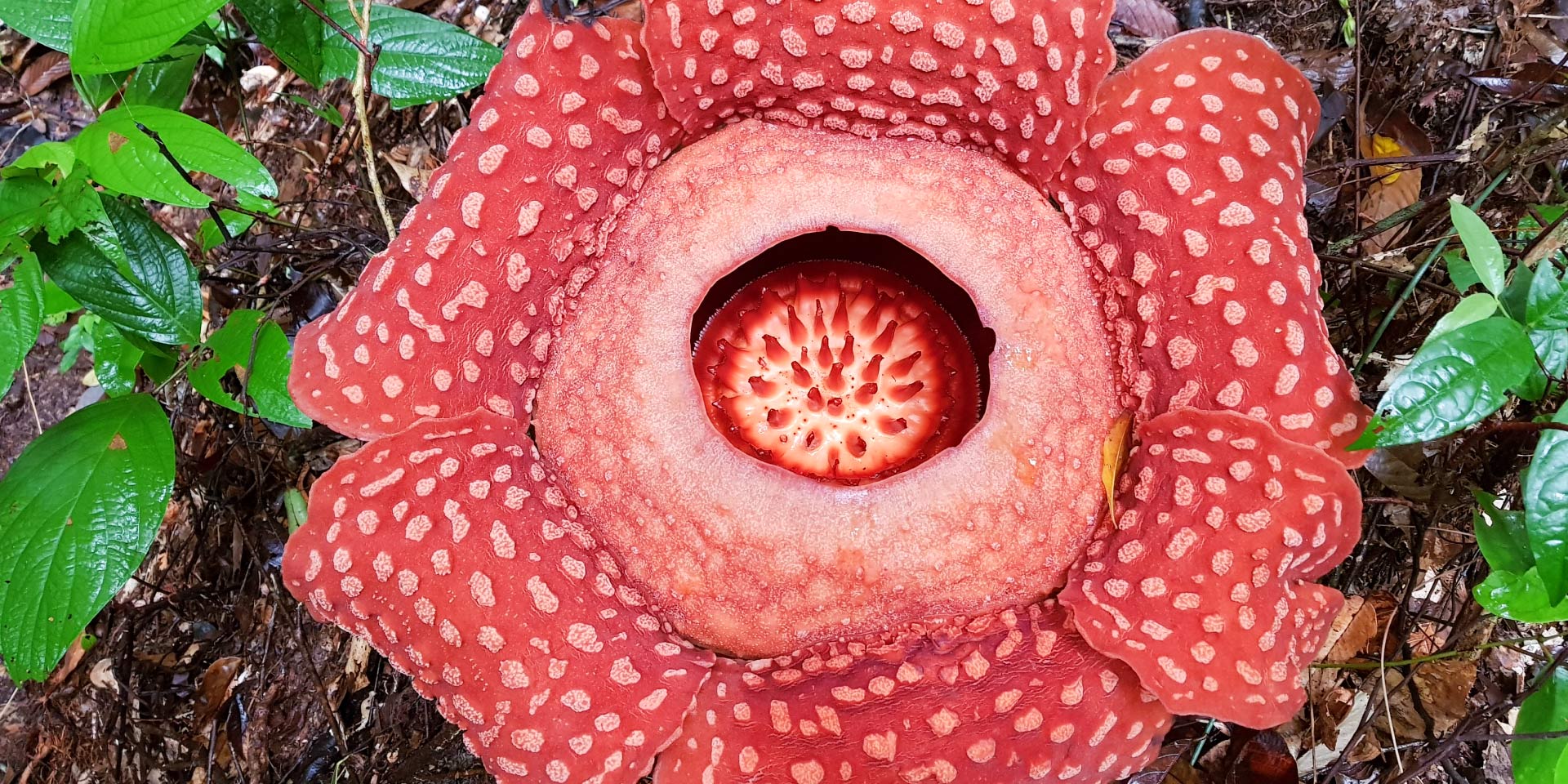 Gunung Gading Rafflesia Bloom: When and Where to See It