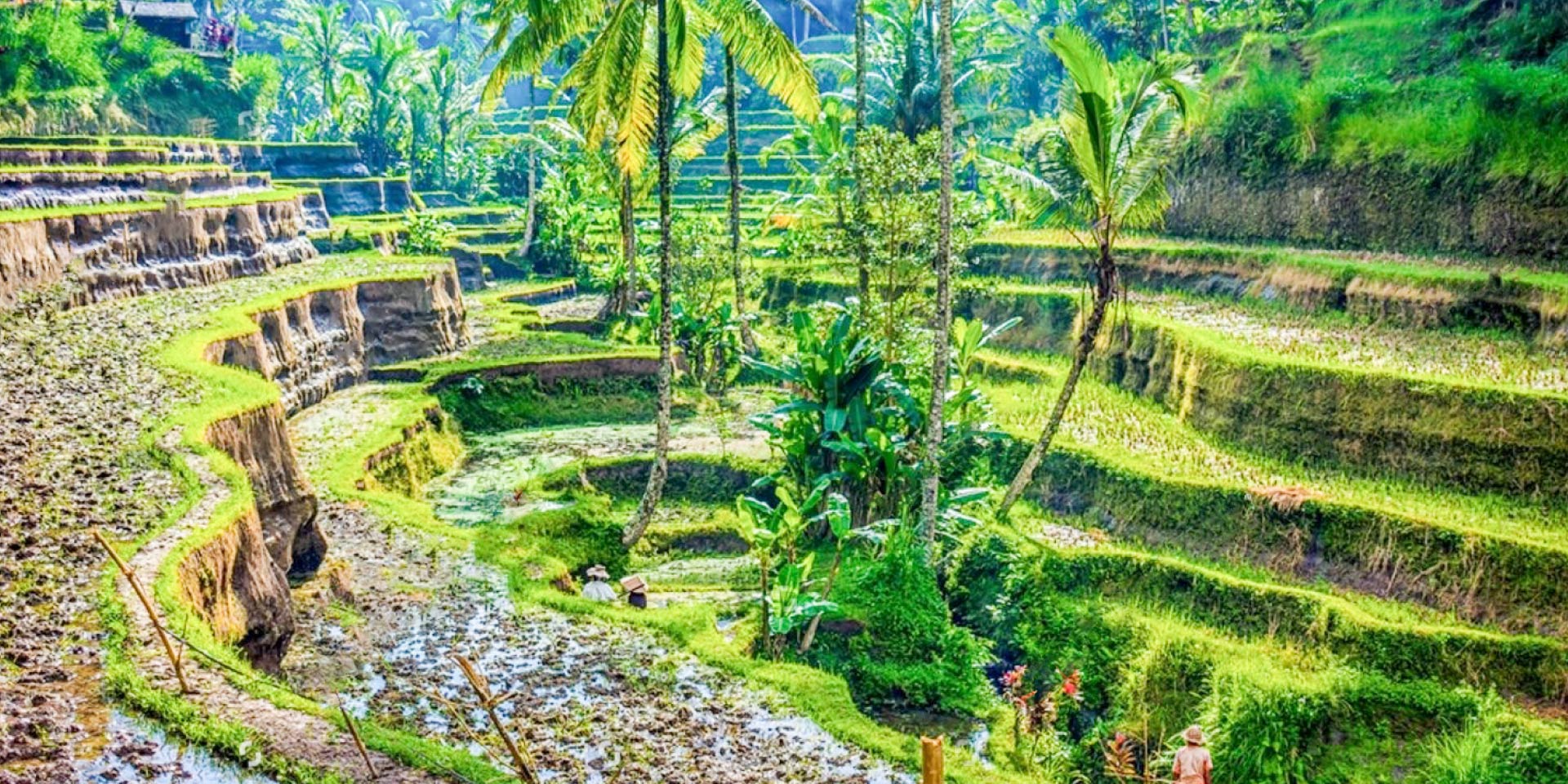 Bali Indonesia Rice Terraces: A Complete Guide to the Island's Emerald ...