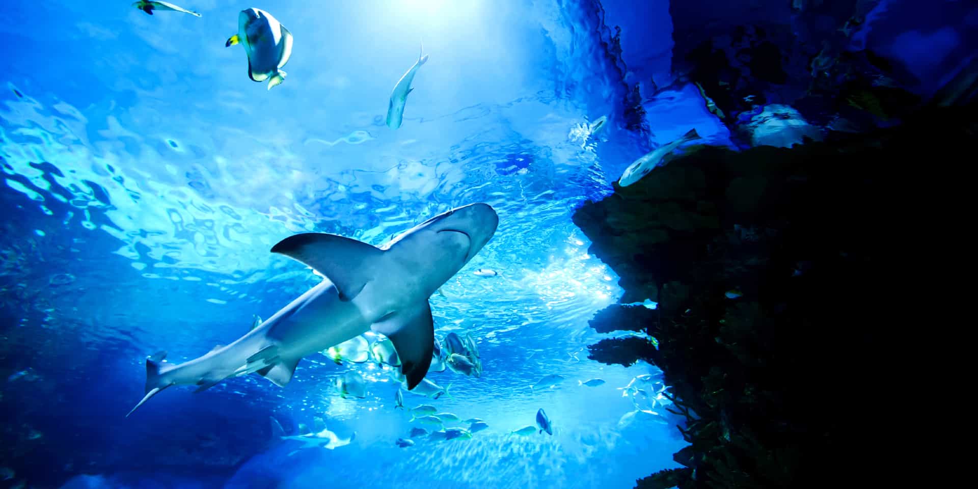 Indonesia Shark Attacks: What Travelers Need to Know in 2025