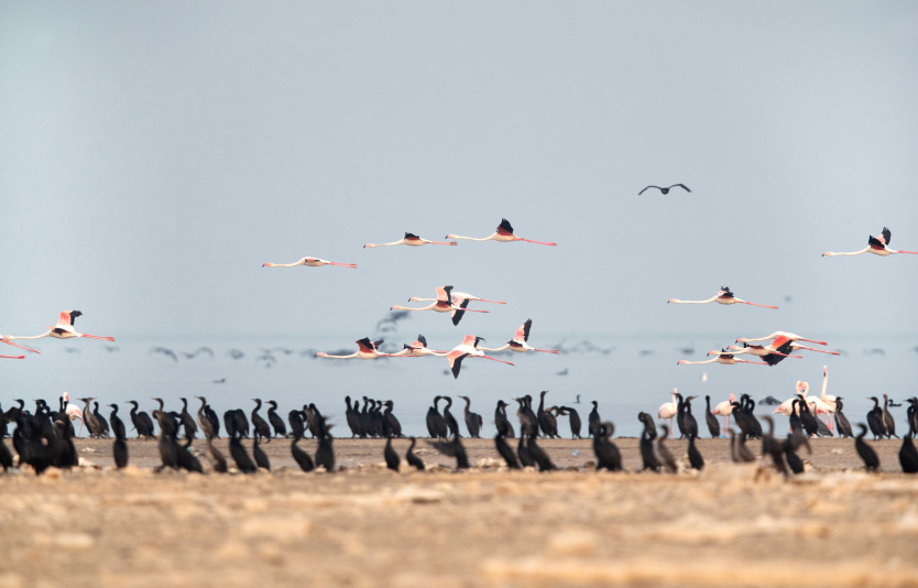 Hawar Islands Day Trip: Boat Access, Birds & Secluded Bays